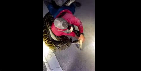 Florida Man Nabs 19 Foot Invasive Burmese Python Insider Paper