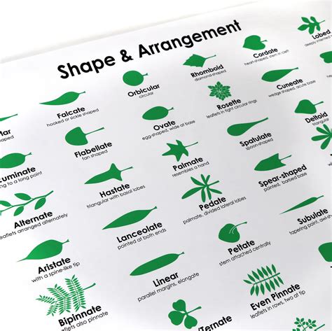 Leaf Shape Study Chart Etc Montessori