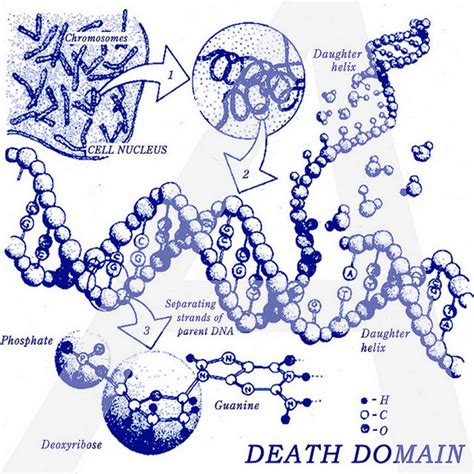 Ethidium Bromide Death Domain