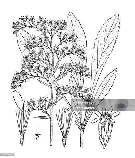 Antique Botany Plant Illustration Solidago Nemoralis Gray Golden Rod