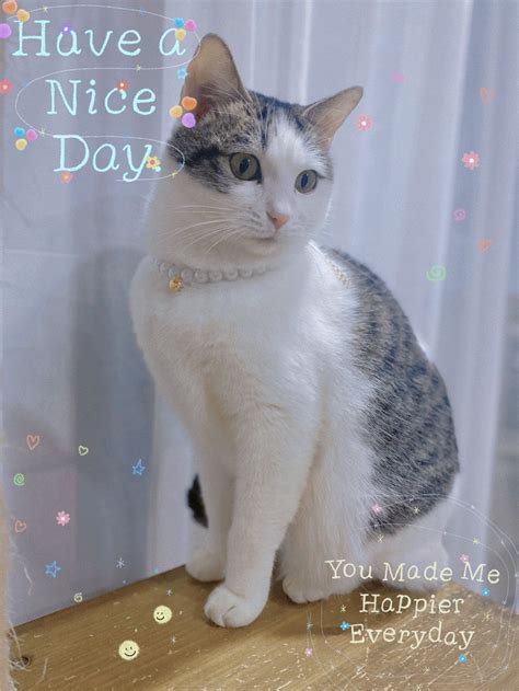 Nancy Fang On Linkedin New Necklace For Lucca 🎻 What A Aristocratic Cat 💱