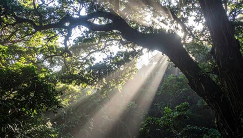 Sunbeams Through Forest Canopy Stock Image Image Of Trees Landscape