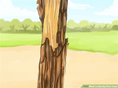 How To Identify Pine Trees 11 Steps With Pictures Wikihow