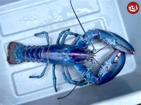 تصویر صید یک خرچنگ استثنایی با رنگ بی‌نظیر در سواحل انگلیس