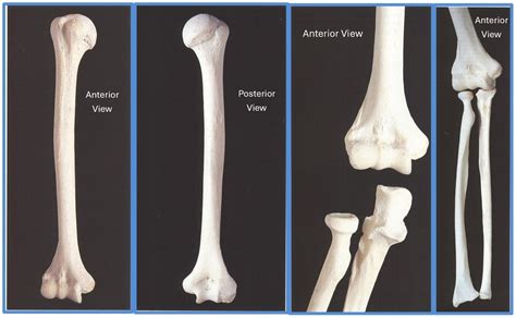 Anteriorposterior View Of Humerus Anterior View Of Distal Humerus And