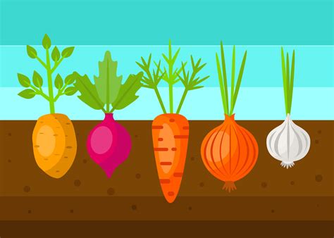 Fresh Vegetable Garden Vector 202991 Vector Art At Vecteezy