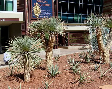 Succulent Beaked Yucca Flower Of The Gods