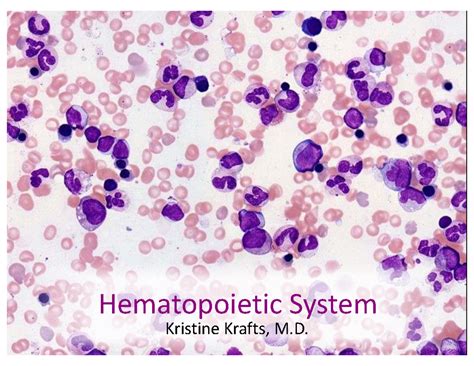 Hematopoietic System Lecture Structure And Cell Development Overview