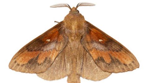 Dendrolimus Superans