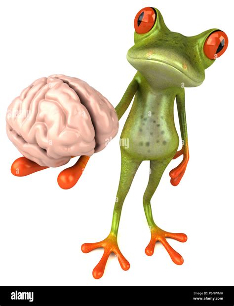 Frog Brain Cut Out Stock Images And Pictures Alamy