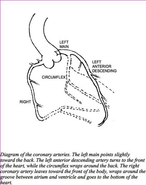 Normal Cardiovascular Function