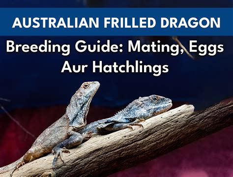Frilled Dragon Breeding Kaise Kare Step By Step Guide