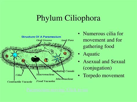Phylum Ciliophora Diagram