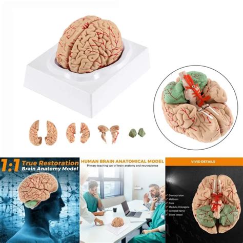 1 1 Human Brain Model Anatomically Accurate Brain Model Life Size Human Brain Anatomy For