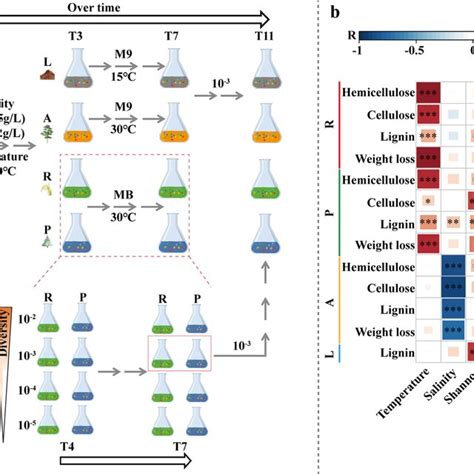 Conceptual Model Of Bacterial Consortium Assembly Processes And