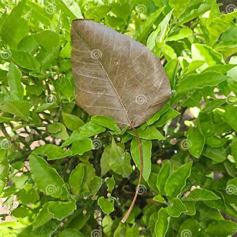 Died Leaf Is Lying On The Green Leaves Stock Image Image Of Garden