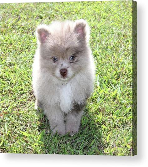 Pomeranian Chocolate Merle