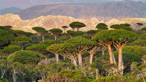 Yemen Socotra Island Dragon Tree Dracaena Cinnabari 48581007 Stock