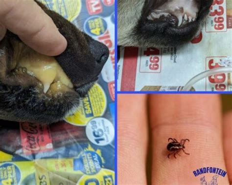 Savc South African Veterinary Council Did You Know Tick Fever Is A Common But Serious