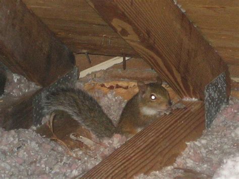 Squirrel Photographs
