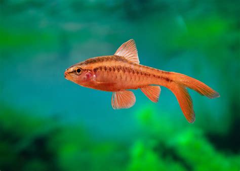 Barb Fish Species