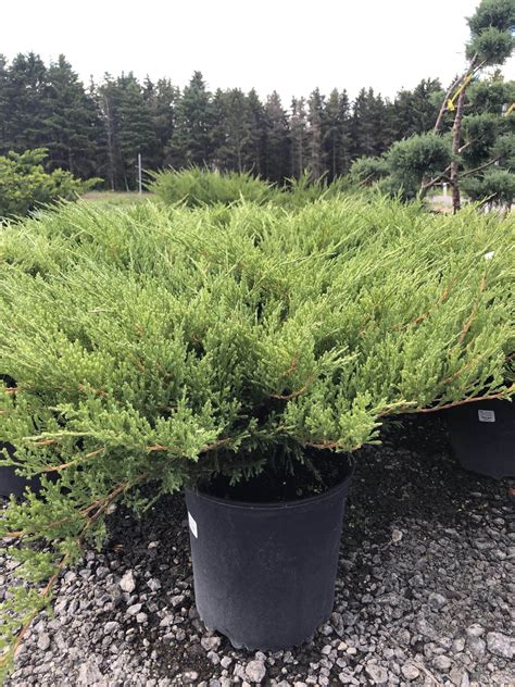 Compact Andora Juniper