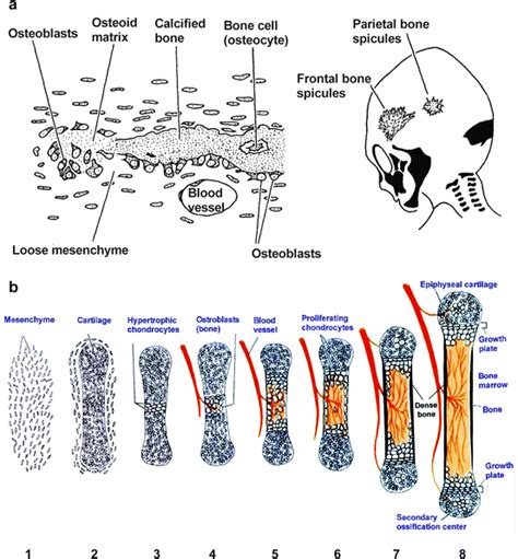 Biological Mineralization Pocket Dentistry