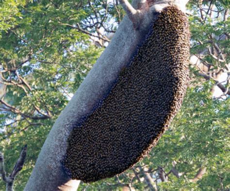 Jack And The Pea Stalk The Largest Legume On Earth Koompassia Excelsa Plants Forum At Permies