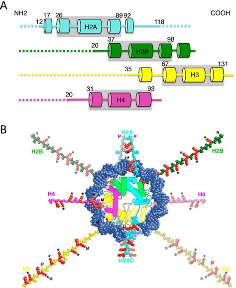 The Histone Fold Domains And N Terminal Tails A Cartoon Of The Histone Download Scientific