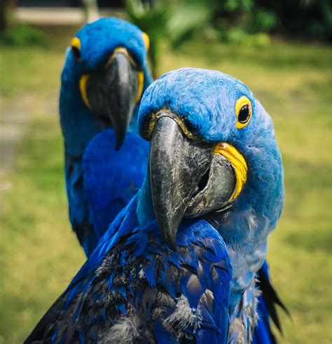 Vedana Ara Bird Garden