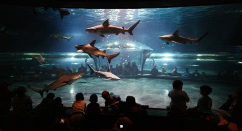 Oklahoma Aquarium Jenks Ok 74037