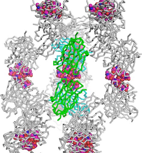 Models Of The Interactions That Prefer Longer Polysialic Acid A