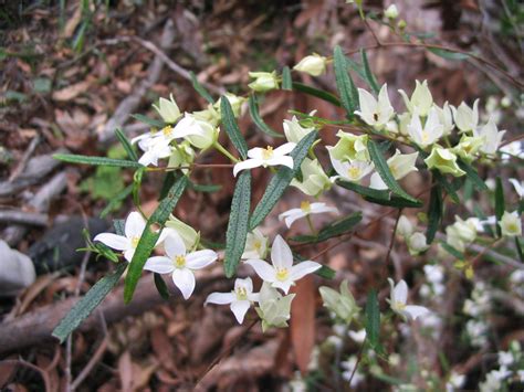 Plantnet Floraonline