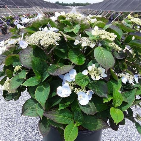 Forever Summer Lace Lacecap Hydrangea Grown By Overdevest