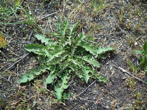 Rush Skeletonweed Invasive Species Council Of British Columbia