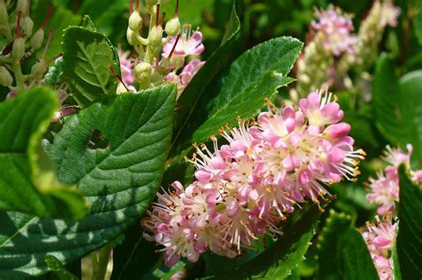 Growing Summersweet Clethra Alnifolia