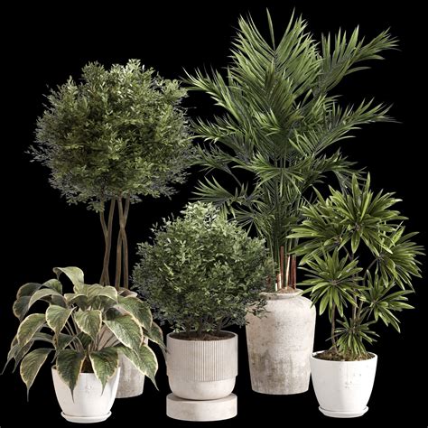 Indoor Plant Set 0153 3d Model By Mojdeh Feyzi