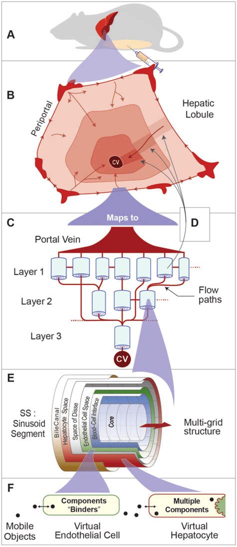Virtual Mouse Components And Their Organization A A Virtual Mouse