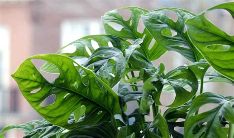 Monstera Adansonii Care How To Grow A Swiss Cheese Plant