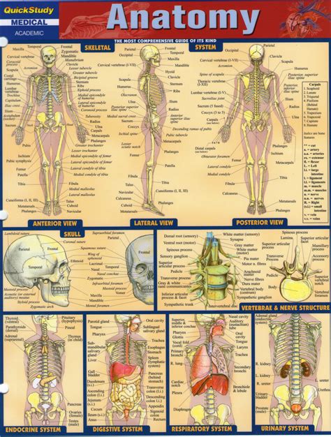 Anatomy 1 Human Anatomy And Physiology Medical Anatomy Anatomy