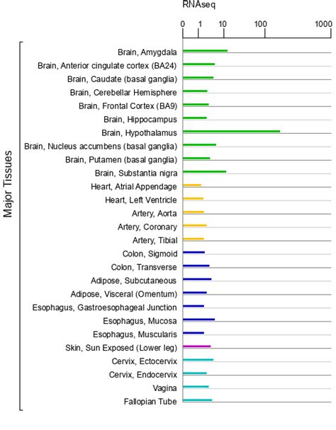 Pmch Gene Genecards Mch Protein Mch Antibody