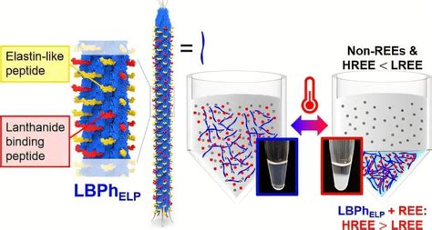 Genetically Engineered Virus Acts As ‘smart Sponge To Extract Rare