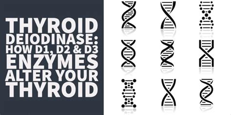 Thyroid Deiodinase How D1 D2 And D3 Enzymes Alter Your Thyroid