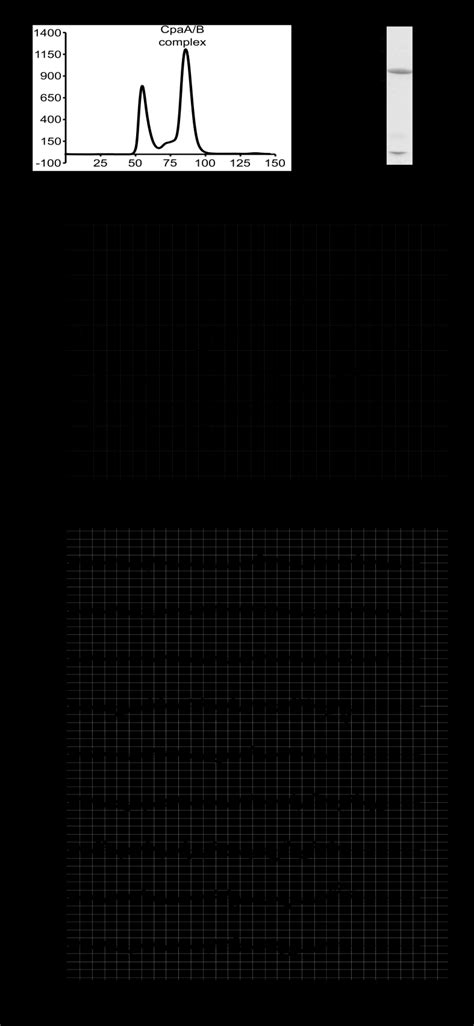 Cpaa And Cpab Form A 11 Complex In Solution A Size Exclusion
