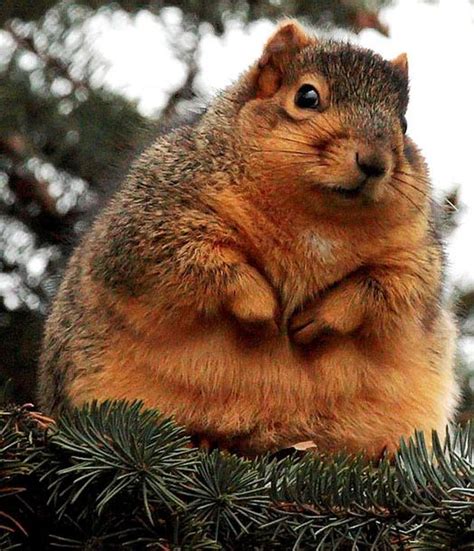 Chubby Chipmunk