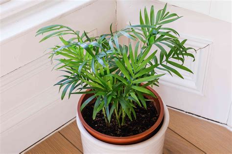 How To Grow Parlour Palm Parlor Palm Chamaedorea Elegans All You