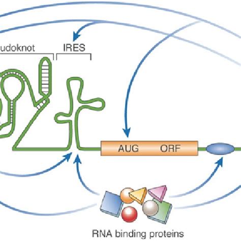 8 Regulatory Recognition Elements On Rna An Illustration Of Four