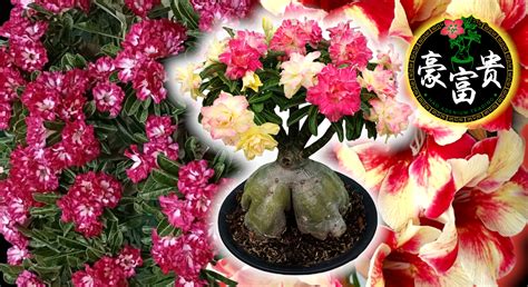 花木兰富贵花 Mulan Love Adenium 【今晚8点半直播】准备好手指了吗⁉️😆 晚上带着🇹🇼🇻🇳🇹🇭花色品种🌸和大家见面！ See U All At 830 Tonite😍🥰