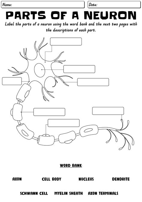 12 Neuron Worksheet S Free Pdf At