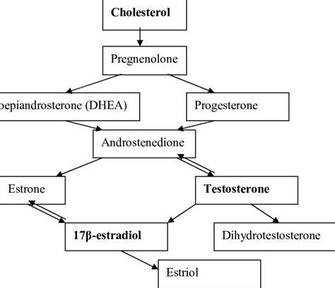 Schematic View Of Sex Steroid Hormone Synthesized From Cholesterol